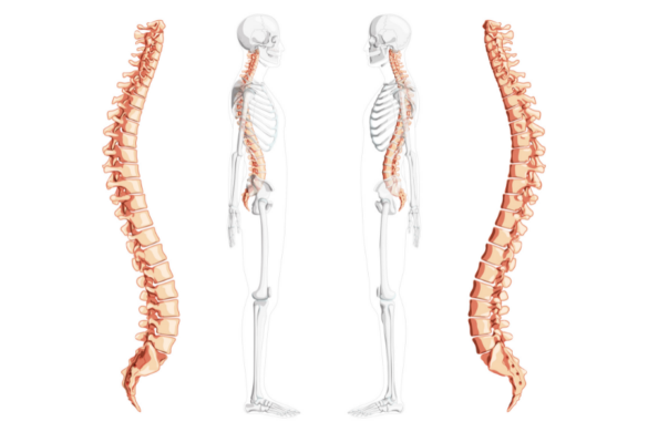 What is the Neutral Spine and Why Is It Important? - Coppola Physical ...